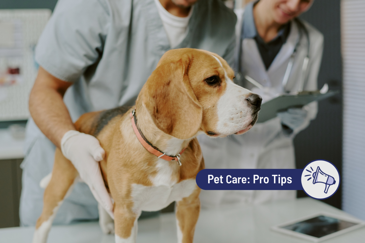 Your Complete Guide To Lymph Nodes in Dogs | ElleVet Sciences