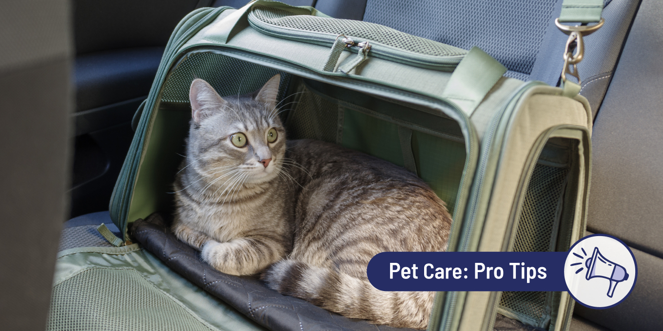 Car Travel with Cats | ElleVet Sciences