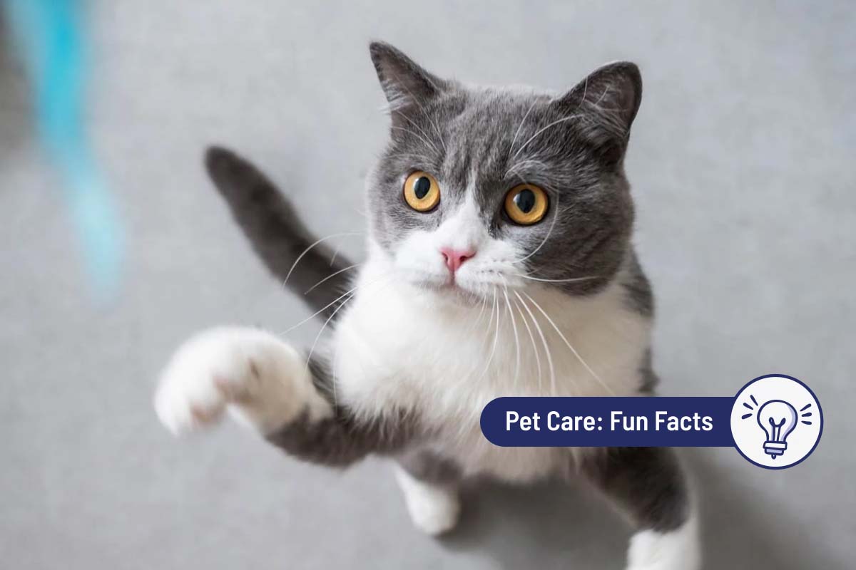 Why do cats love to knock stuff over? | ElleVet Sciences