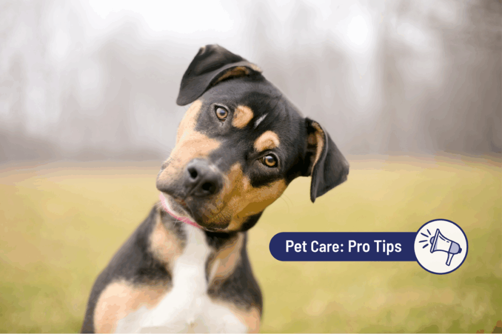 How to firm up your dog's stool | ElleVet Sciences