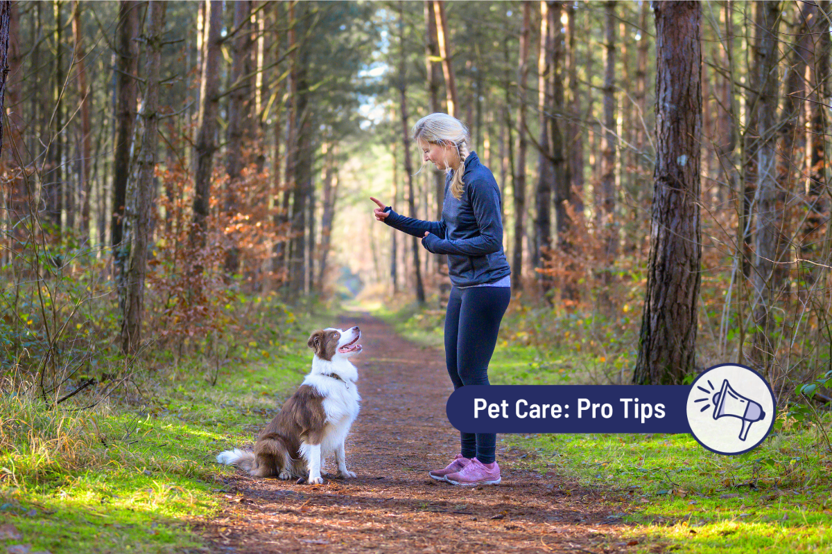 Seven basic commands every dog should know | ElleVet Sciences