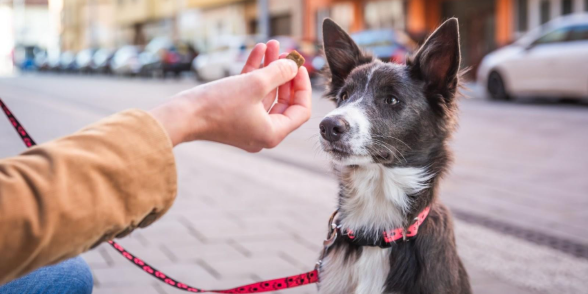 Seven basic commands every dog should know | ElleVet Sciences
