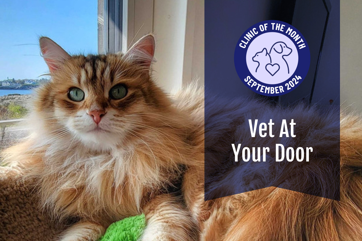 Vet At Your Door: ElleVet’s September Clinic of the Month | ElleVet ...