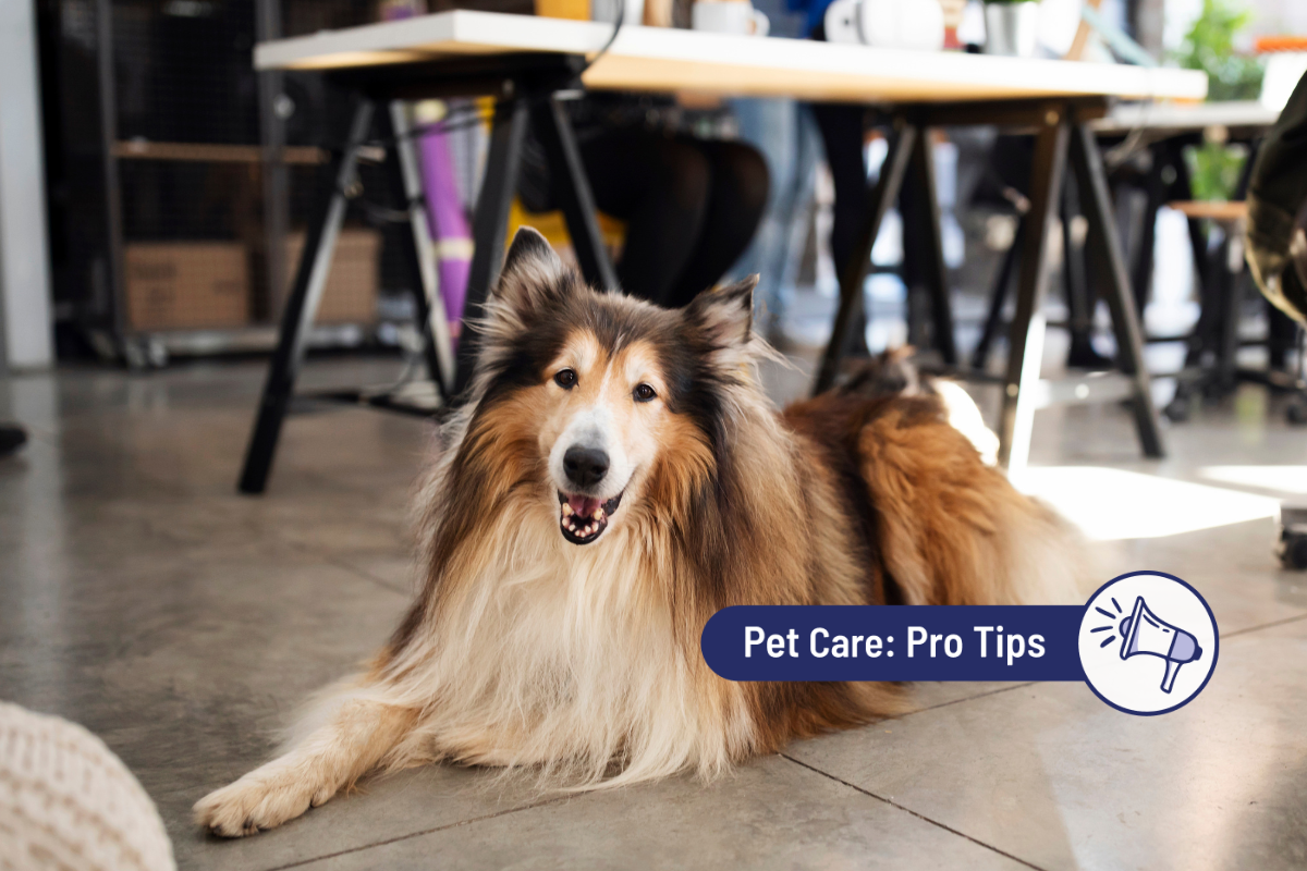 How to prepare for bringing your dog to work | ElleVet Sciences