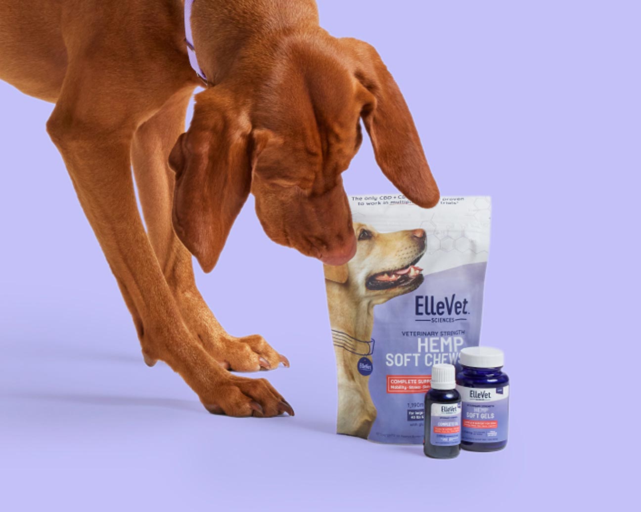 Cognitive Support for Dogs | ElleVet Sciences