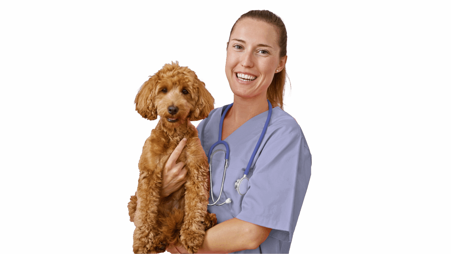 ElleVet Sciences: CBD For Your Pets