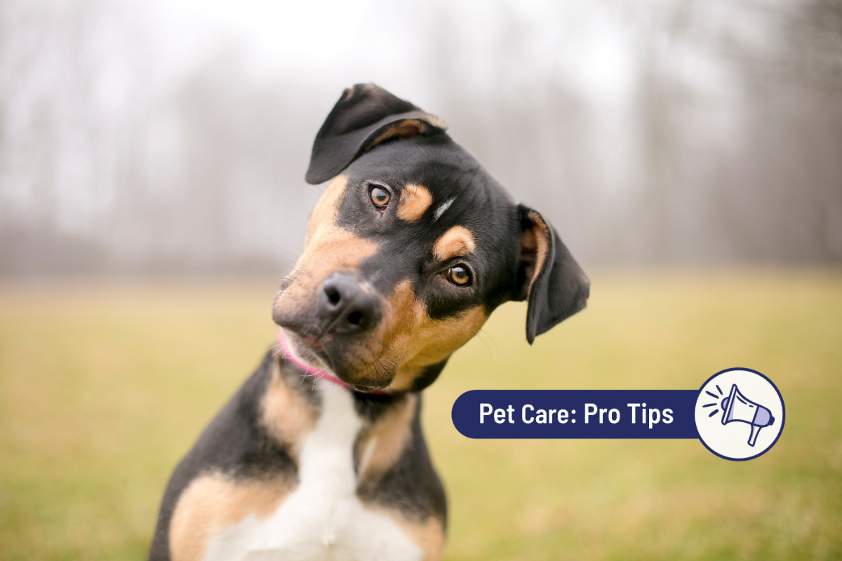 How to firm up your dog's stool | ElleVet Sciences