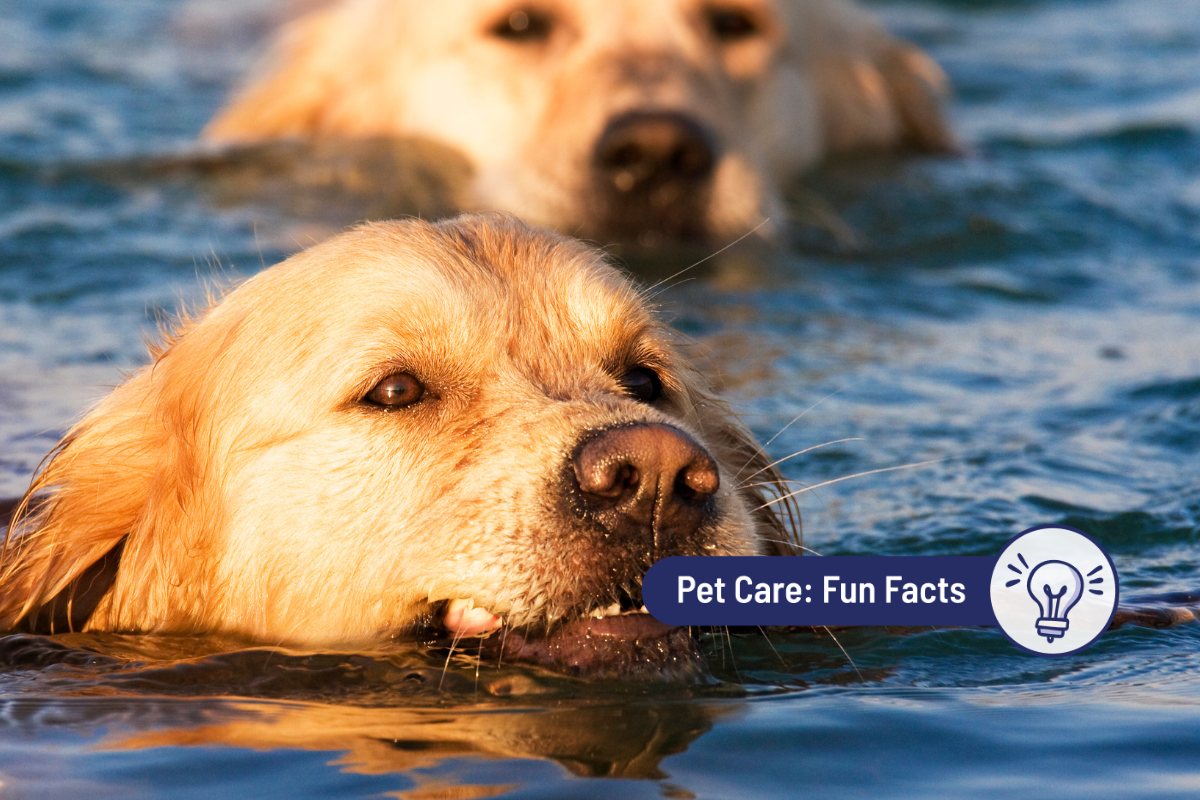 10 Dogs that Love to Swim (and some that don’t) | ElleVet Sciences