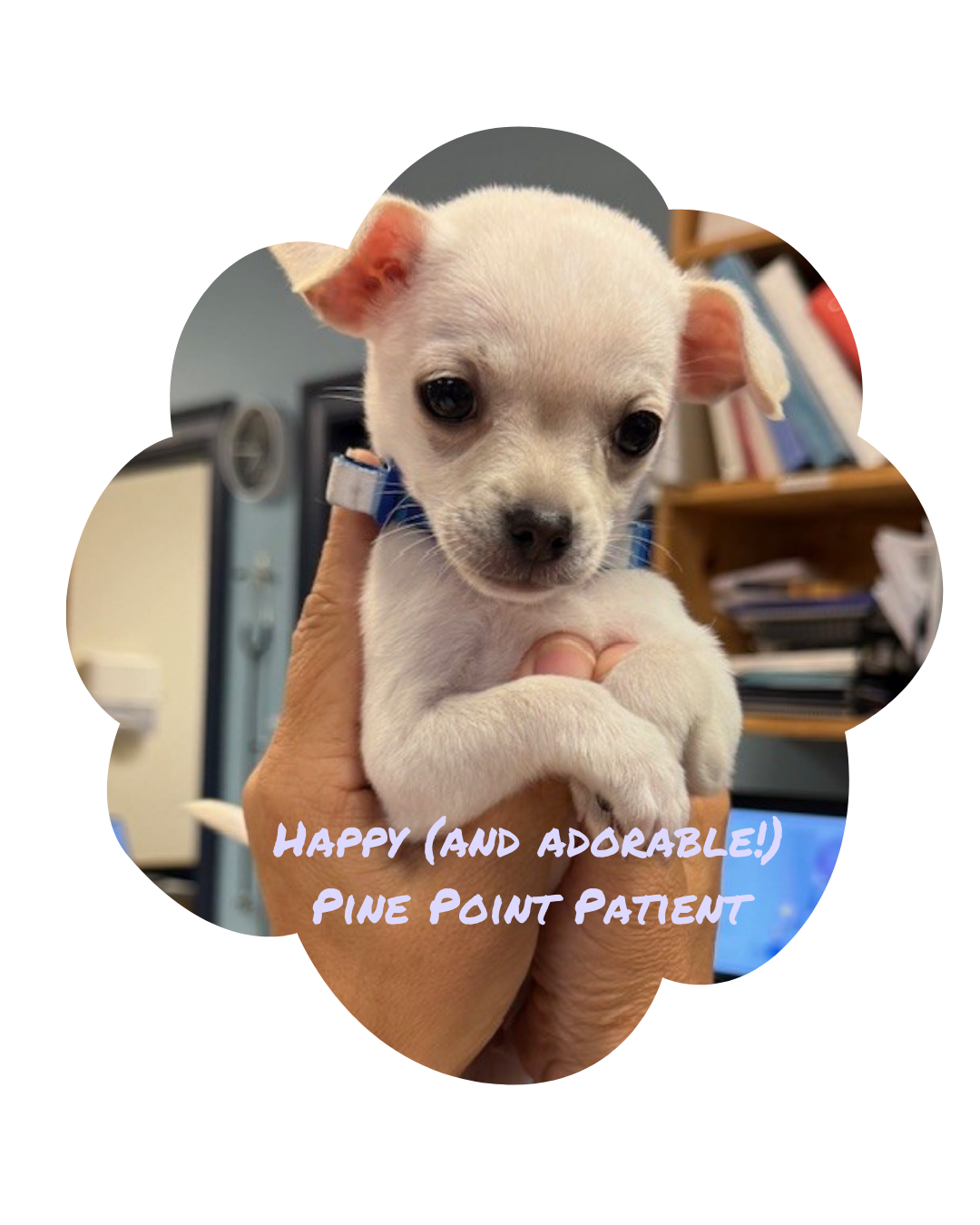 Pine Point Animal Hospital: ElleVet’s Clinic of the Quarter | ElleVet ...