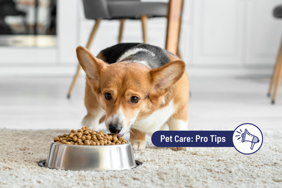 Why Is My Dog Throwing Up Undigested Food? | ElleVet Sciences