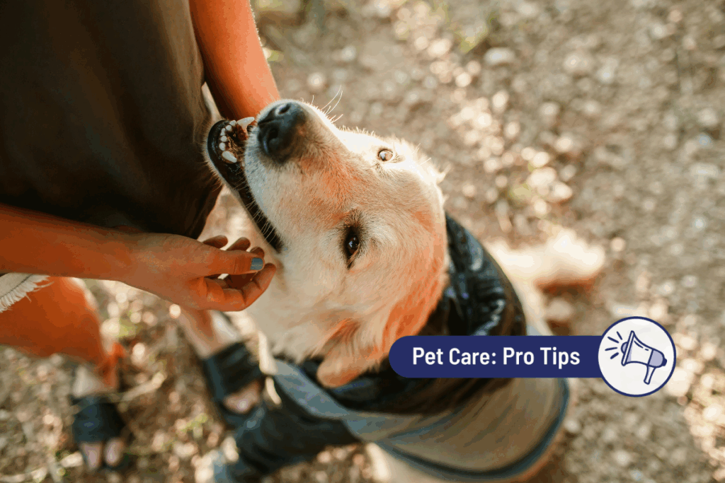 Your Guide to Emotional Support Animals | ElleVet Sciences
