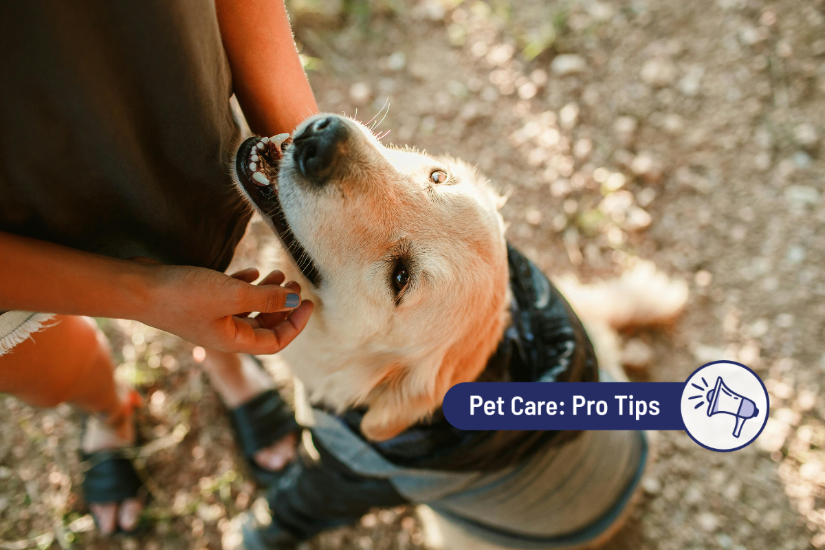 Your Guide to Emotional Support Animals | ElleVet Sciences