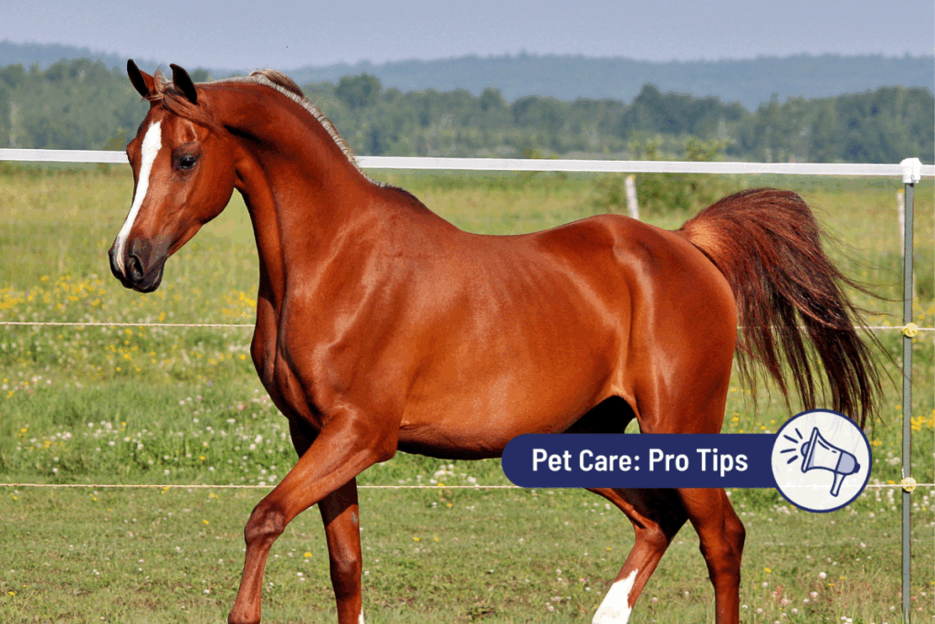 Your Guide to Horse Body Language | ElleVet Sciences