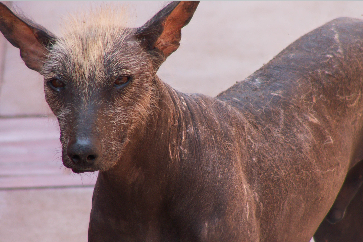 8 Hairless Dog Breeds: History, Temperament, & Unique Needs | ElleVet ...