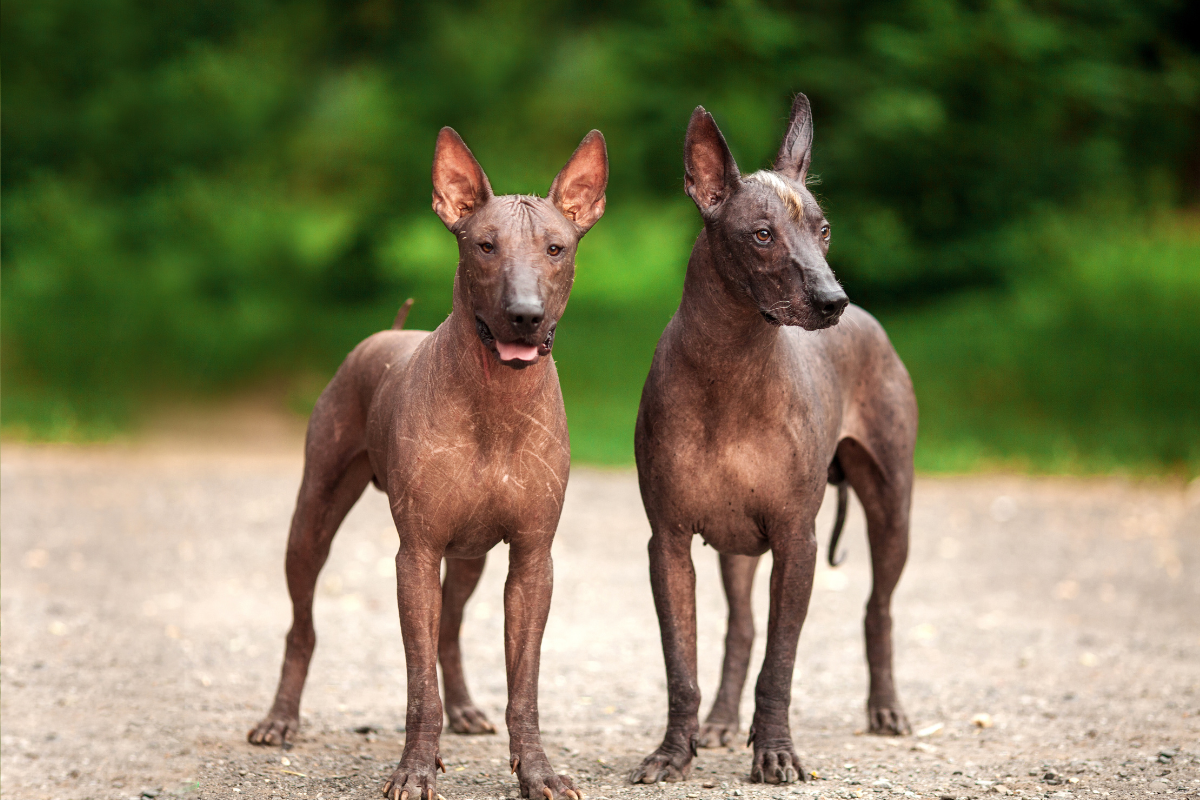 8 Hairless Dog Breeds: History, Temperament, & Unique Needs | ElleVet ...