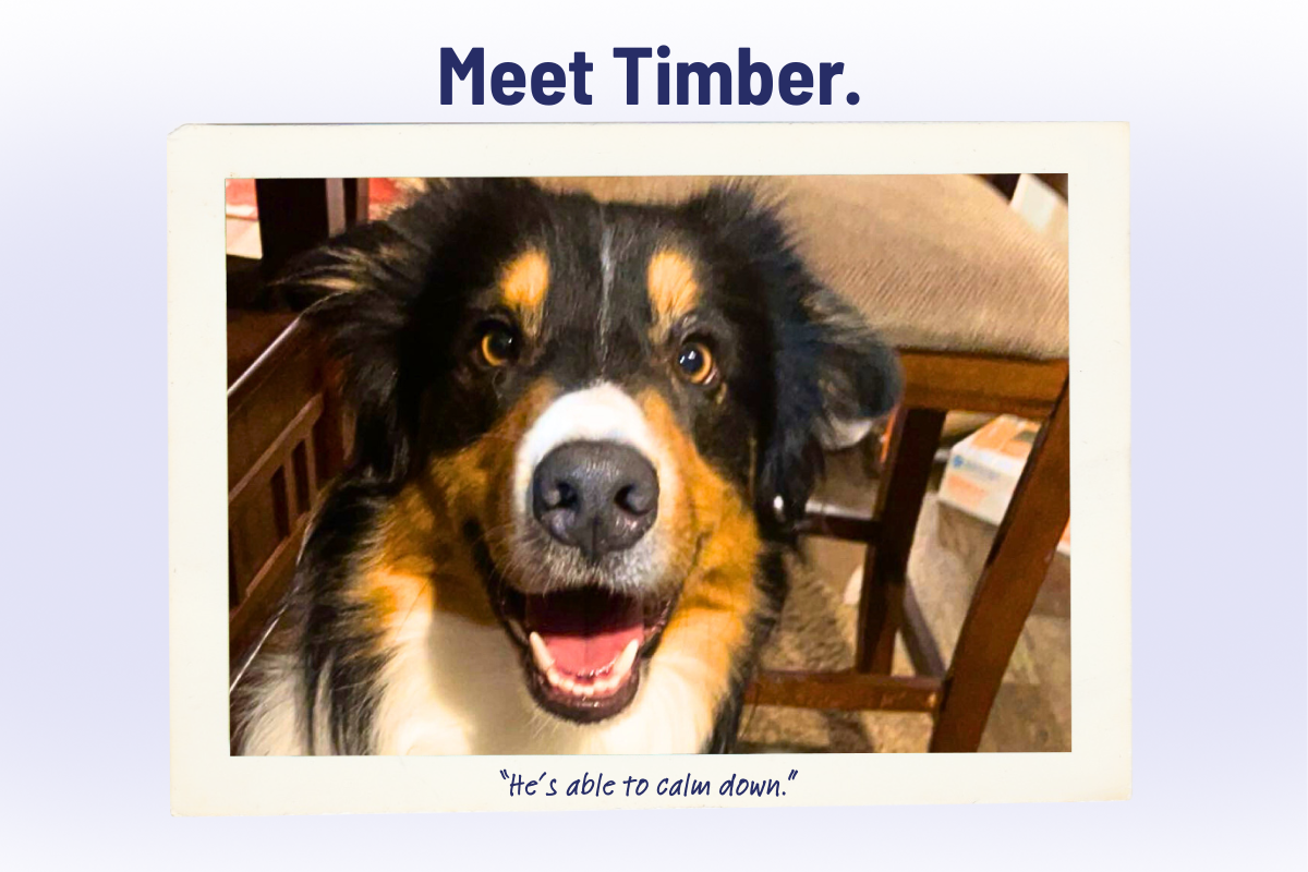 Pet Spotlight Sunday: Meet Timber | ElleVet Sciences