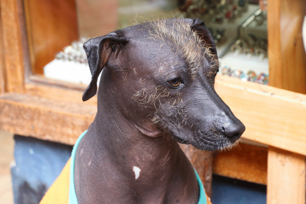 8 Hairless Dog Breeds: History, Temperament, & Unique Needs | ElleVet ...